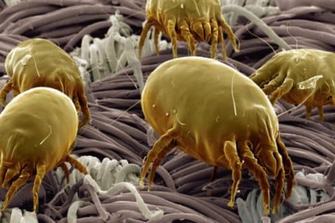 Se débarrasser des acariens naturellement - Comment Nettoyer